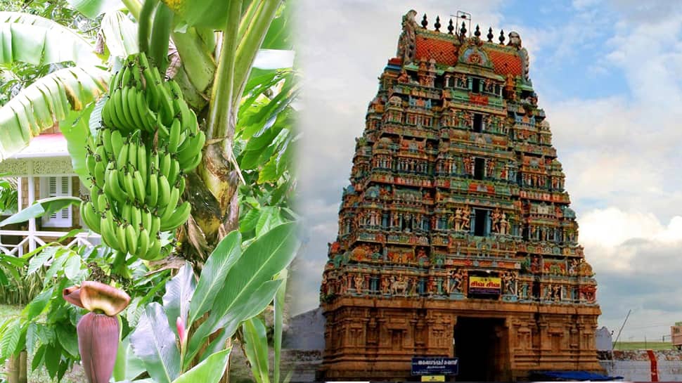 Culture | சுப காரியங்களில் வாழைமரம் கட்டுவது ஏன் தெரியுமா? | ZeeNewsTamil.