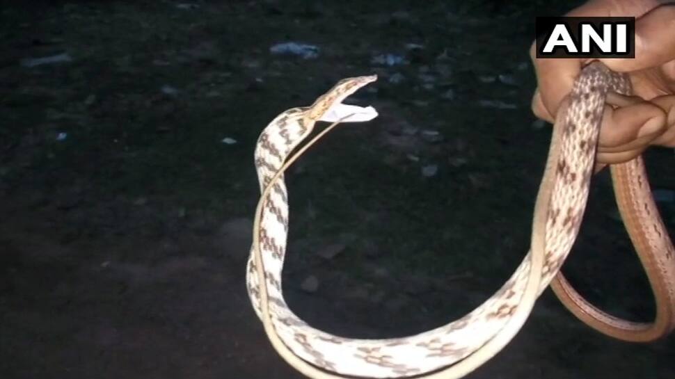 ஒடிசா மாநிலம் பாரிபடா குடியிருப்பு பகுதியில் அரிய வகை பாம்பு மீட்பு ...