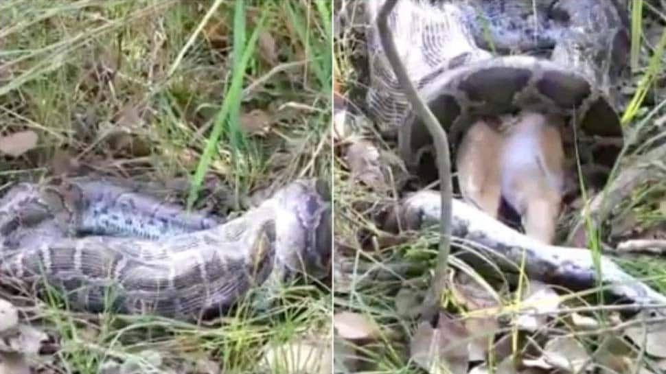ஒரு முழு மானை அசால்டாக விழுங்கும் மலை பாம்பின் வீடியோ வைரல் 4828