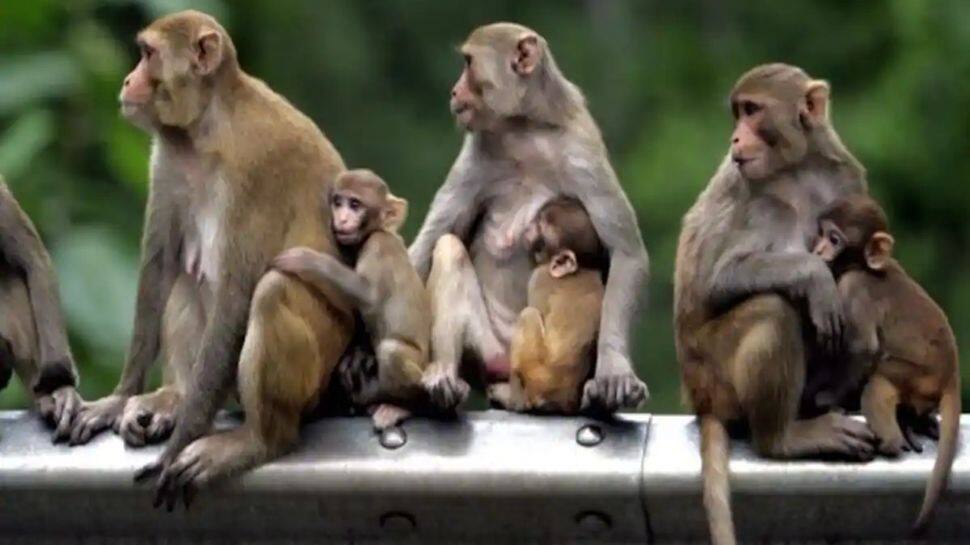 Monkeys rob 70 year old woman of jewellery and 25,000 cash in ...