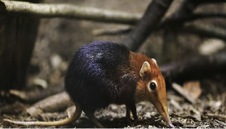 Rare Elephnat shrew spotted in africa | 52 ஆண்டுகளுக்கு பின் ...