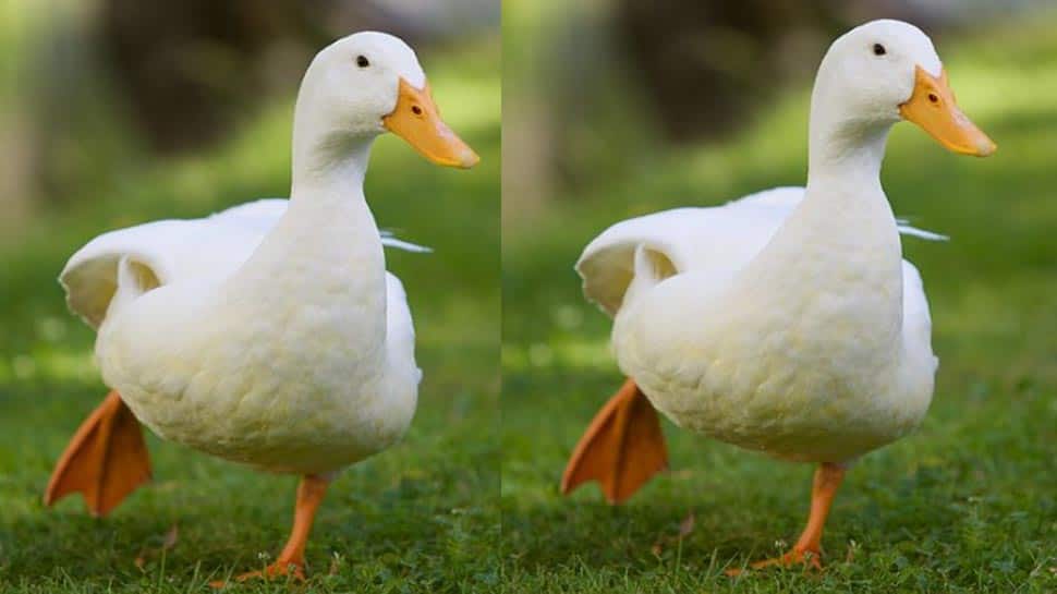 Video: Awarness about fitness of a duck gives surprise!!! watch the ...