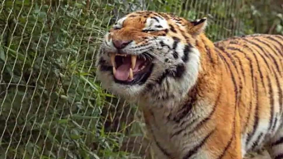 Amazing! Tiger Laughing As Trainer Tickles It, Watch Video | பாயும் ...