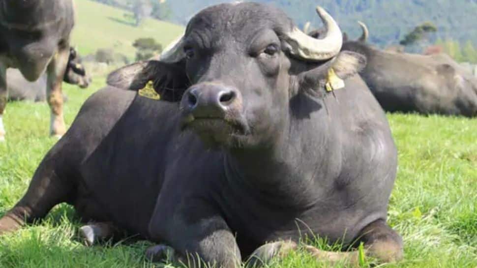 Man celebrates buffalos birthday case filed against him know reason ...