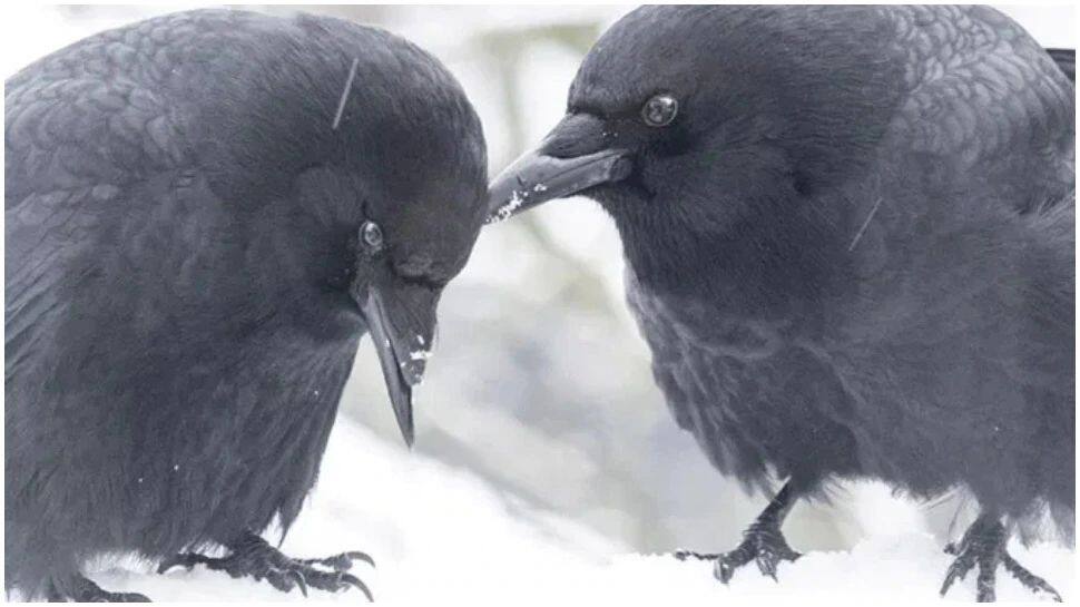 Viral love story of two crows which are the best couple in this world ...