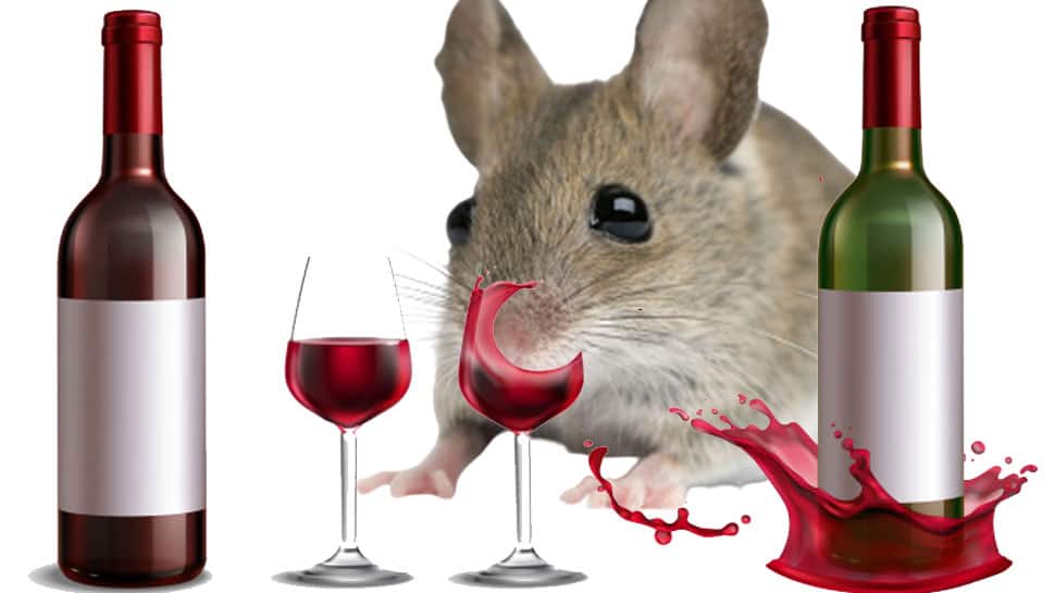 viral news rats emptied 12 wine bottles at Tasmac store in tamil nadu ...