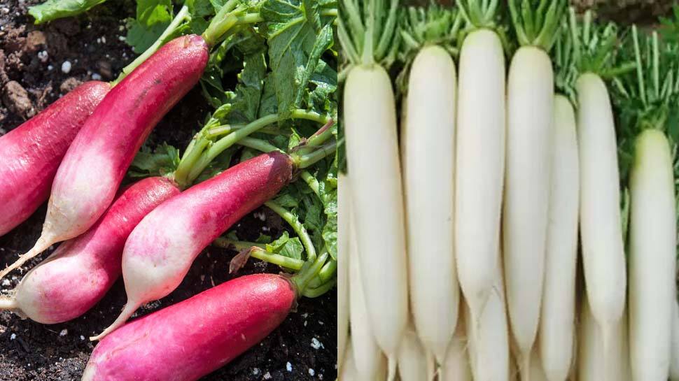 Red radish enhances marital life; good for mental and physical health ...
