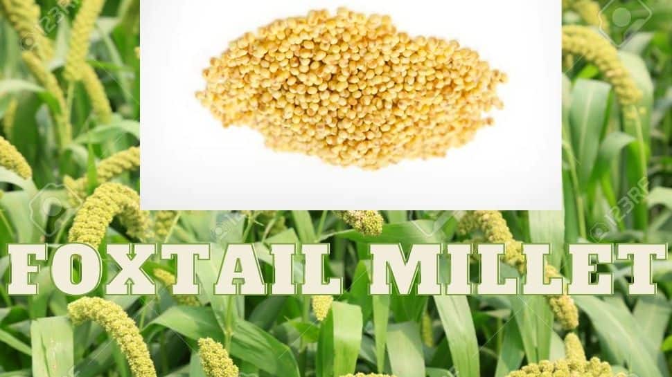 Foxtail millet: Millet, which lays the foundation for a healthy life ...