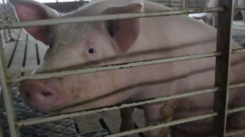 Bizarre! This country created Hog hostel, to keep pigs in a ...