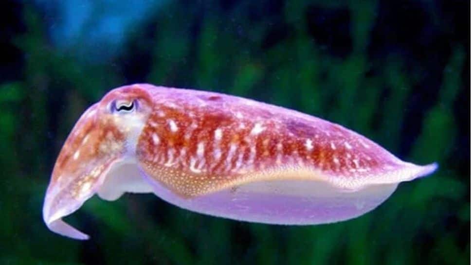 Know the very rare Cuttlefish which has 3 hearts and blue colour blood ...