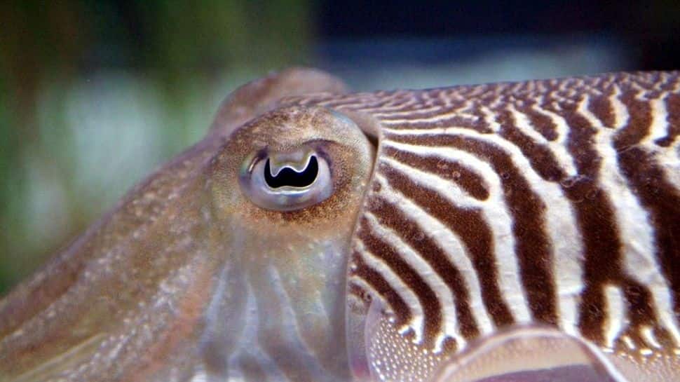 Know the very rare Cuttlefish which has 3 hearts and blue colour blood ...
