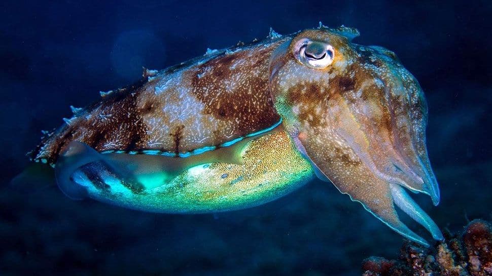 Know the very rare Cuttlefish which has 3 hearts and blue colour blood ...