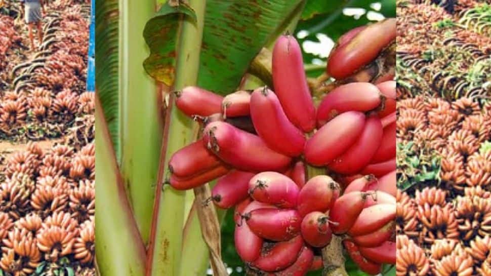 Know the benefits of Red banana alias sevvalai; whom to avoid the super ...