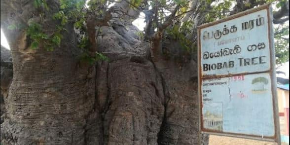 What is Anaipuli Tree? and its important | ஆனைப்புளி பெருக்கமரம் ...