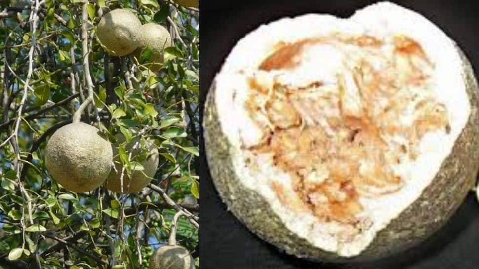 Know the benefits of vilaam palam wood-apple alias elephant-apple ...