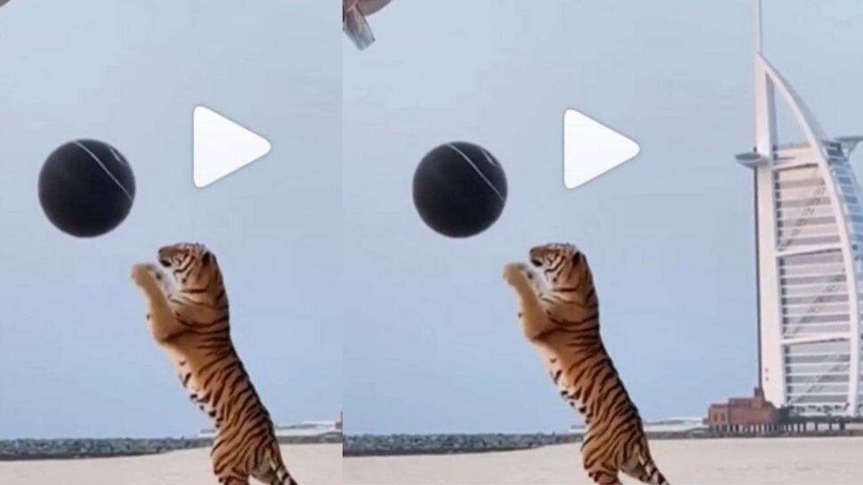 What a great guest! Tiger invited to a party of gender-reveal; video ...