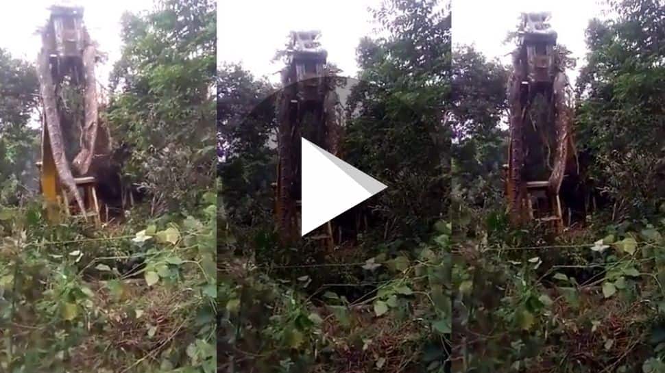 A giant python rescued with the help of JCB- Watch | Viral Video ...