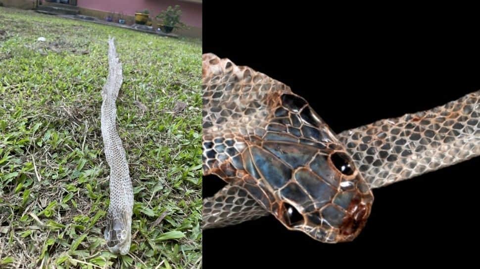 Viral Photo of Snake shedding its skin | Viral Photo: பாம்பு சட்டை ...