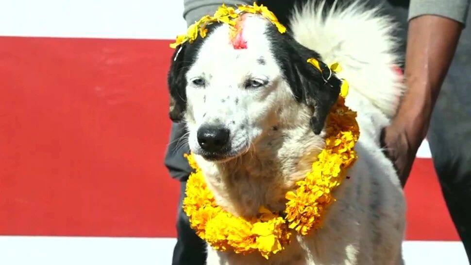 Strange ritual of worshipping dogs during Diwali is practised in this ...