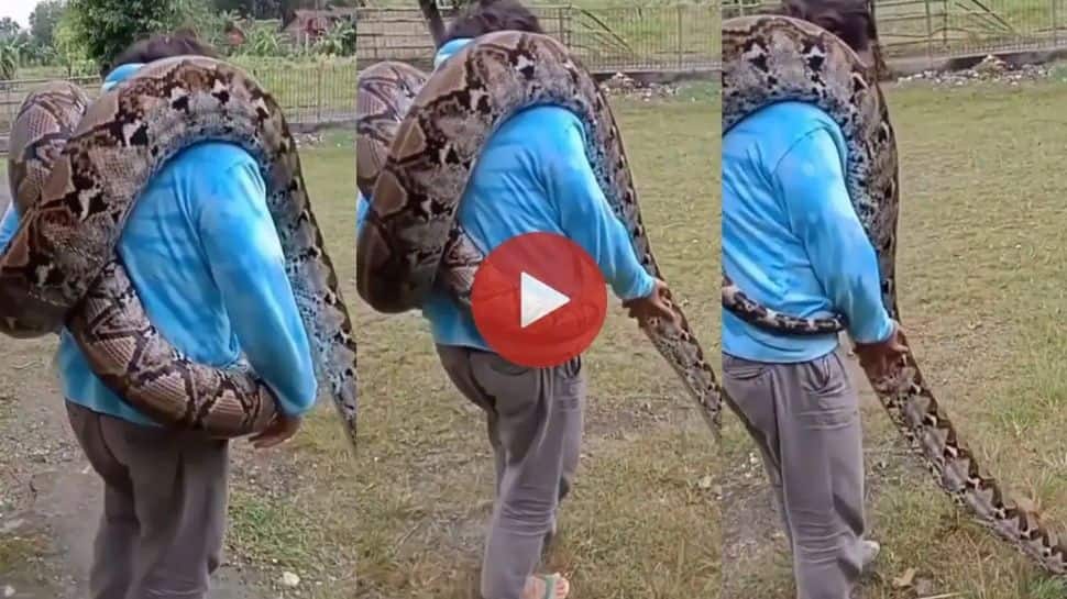 Viral Video scary video of man playing with 15 feet long python | Viral ...