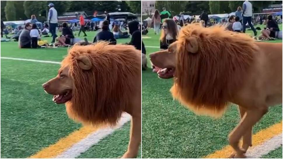 Dogli: Dog becomes lion! Omg What’s that! adorable video goes viral ...