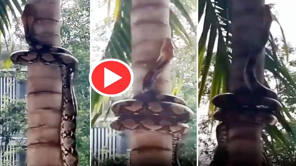 Watch viral video of python climbing a coconut tree |Viral video of ...