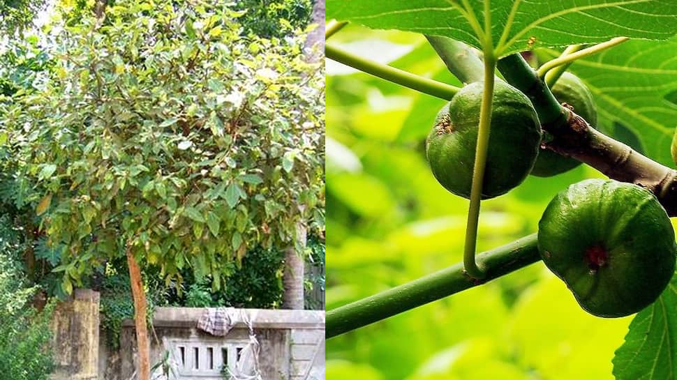 Do you know the great things about fig tree alias athi maram? | Health ...