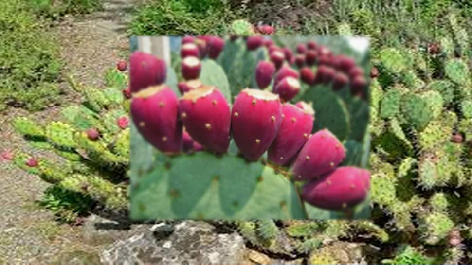 Know the medicinal benefits of Opuntia alias chappathikalli Fruit which ...