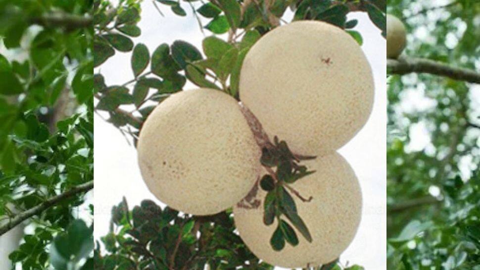 Wow Vilambalam! know the fruit which cures nerve disorder and shine ...