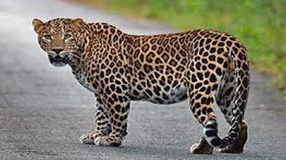 Leopard hunting goat in Valparai goes viral in social media ...
