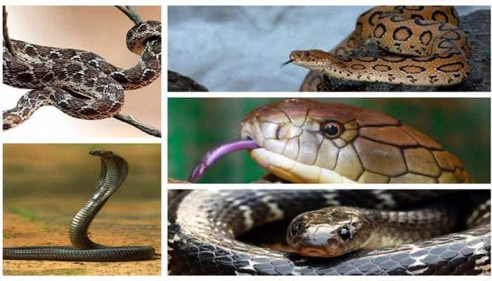 These are the 5 most dangerous venomous snakes of India | இந்தியாவின் ...