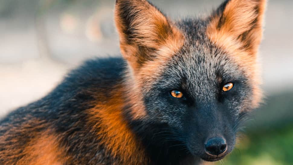 Know the details about the rare species of Melanistic Fox | சமூக ...