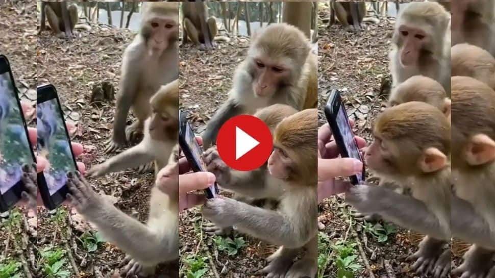Watch Viral video of monkeys enjoying a video clip in smartphone ...