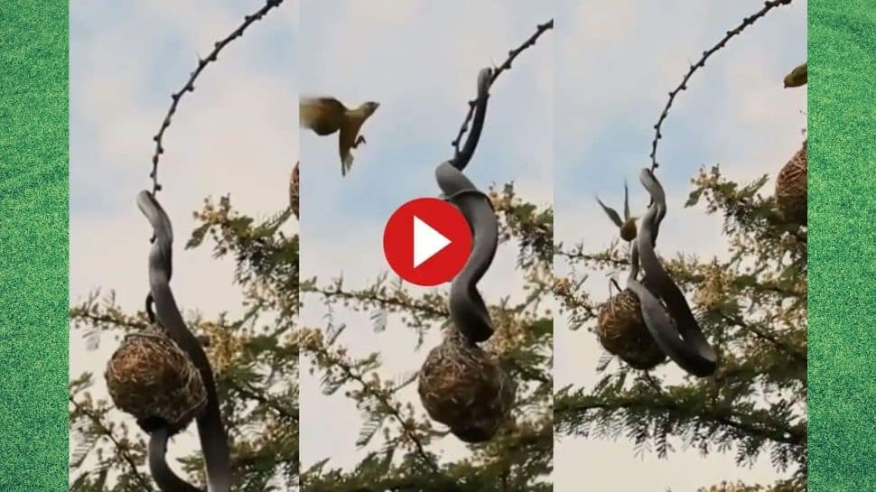 Snake Vs Tiny Bird: Watch Viral video of a fight between Snake and Tiny ...