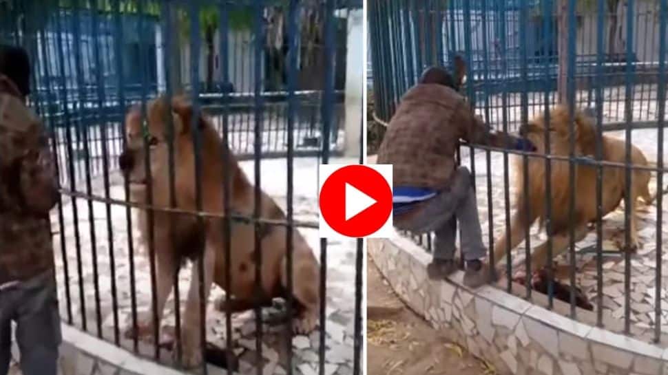 Watch viral video of lion attacking a man in a zoo | Viral Video ...