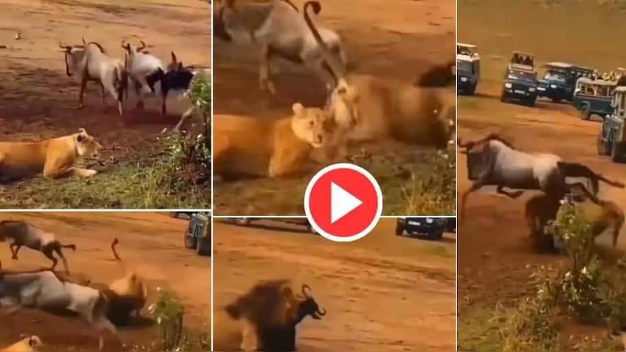 Viral Video: Lion attacks bull, What happens Next | குறி வைத்த சிங்கம் ...