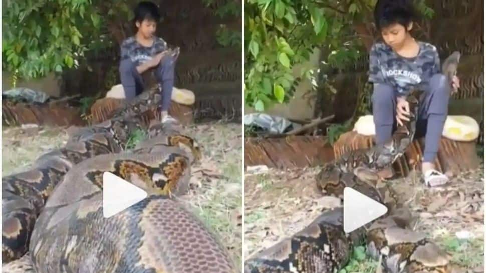 Viral Video: 2 Pythons Approach a Boy See What Happens Next | அப்பாவி ...