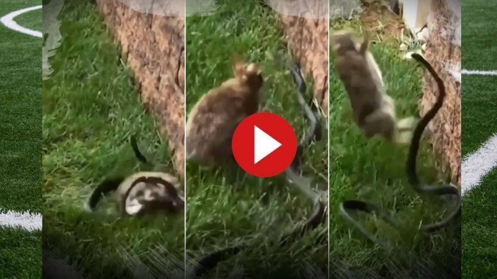 Snake Vs Rabbit: Viral video of a Rabbit fighting with a dangerous ...