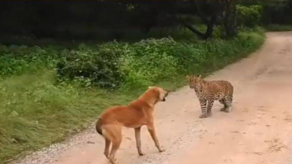 Tiger vs dog; Frightened Tiger - Viral Video | சிறுத்தையை ஓட விட்ட நாய் ...