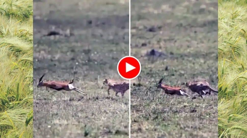 Cheetah Vs Deer: Viral Video of Cheetah Chasing a deer | மின்னல் ...