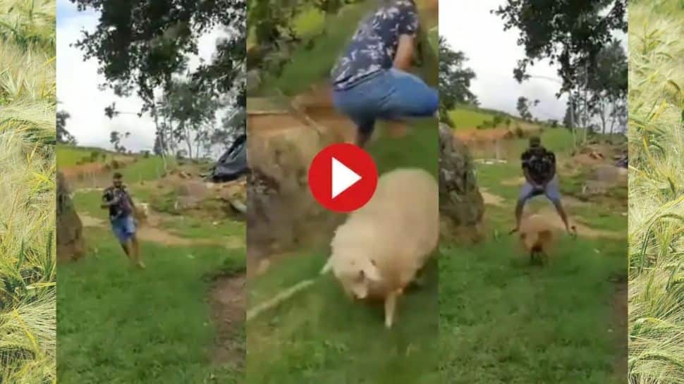 Funny Video: Man Vs Sheep | Funny Video: ‘என் கிட்டே ஒரு நாள் சிக்காமயா ...