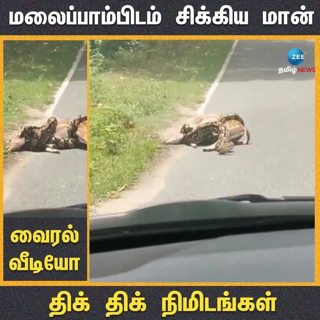 Python Vs Deer Viral Video | மலைப்பாம்பிடம் சிக்கிய மான்... திக் திக் ...