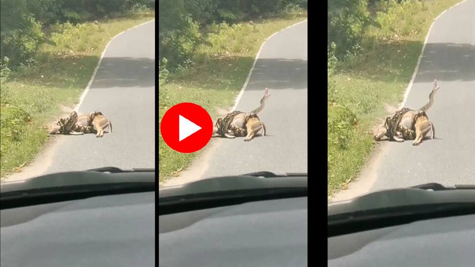 Watch Viral Video of Python Vs Deer | Python Vs Deer | மானை இறுக்கும் ...