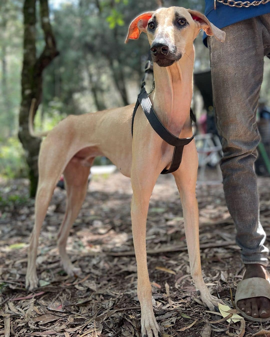 Chippiparai A Special Breed Of Dog Used To Chase Away Tiger | புலியையே ...