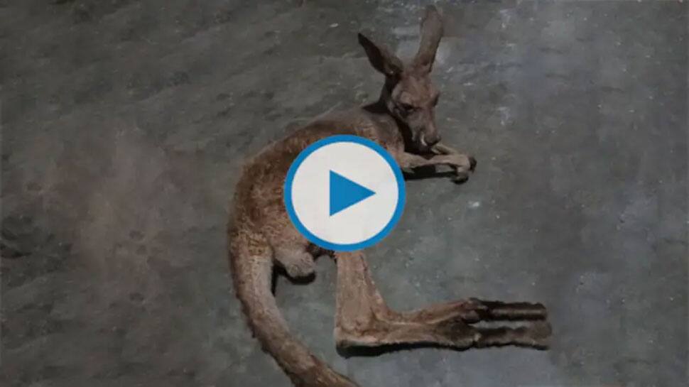 Viral Video: Kangaroo Spotted roaming on the roads of West Bengal ...