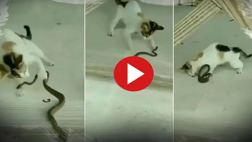 Viral Video: Snake vs Cat Video shocks Netizens | பாம்பை கதற விட்ட பூனை ...