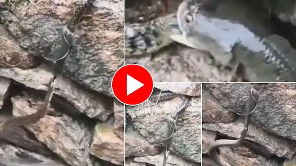 Viral Video: Snake vs Fish fight shocks netizens | இரு பாம்புகளுக்கு ...