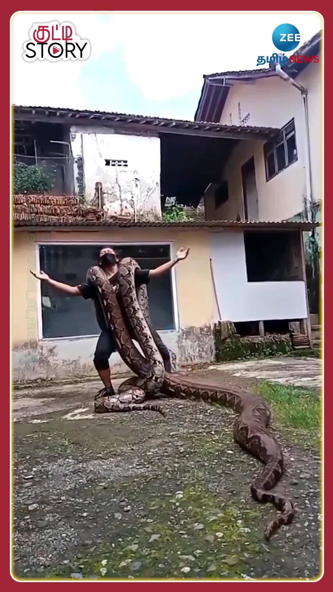 Viral video of a Man dancing with Python | Viral Video: மலைப்பாம்புடன் ...