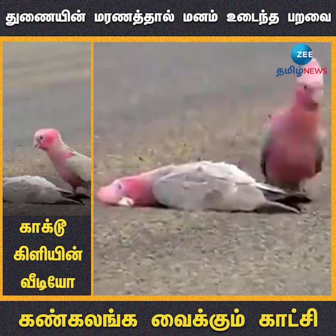 Emotional Video of Cockatoo Bird after its partners' Death | துணையின் ...