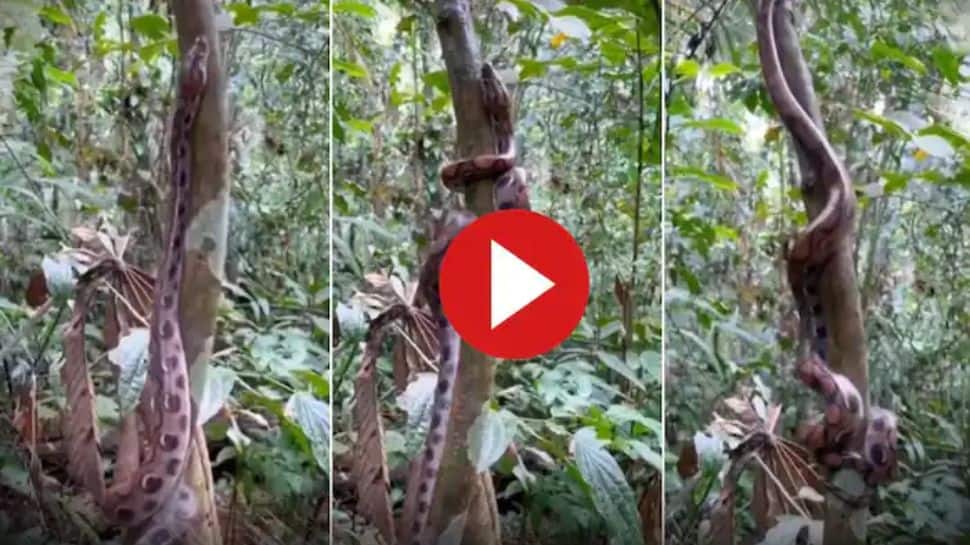Google Trends Giant Phython video shows the snake climbing in tree ...
